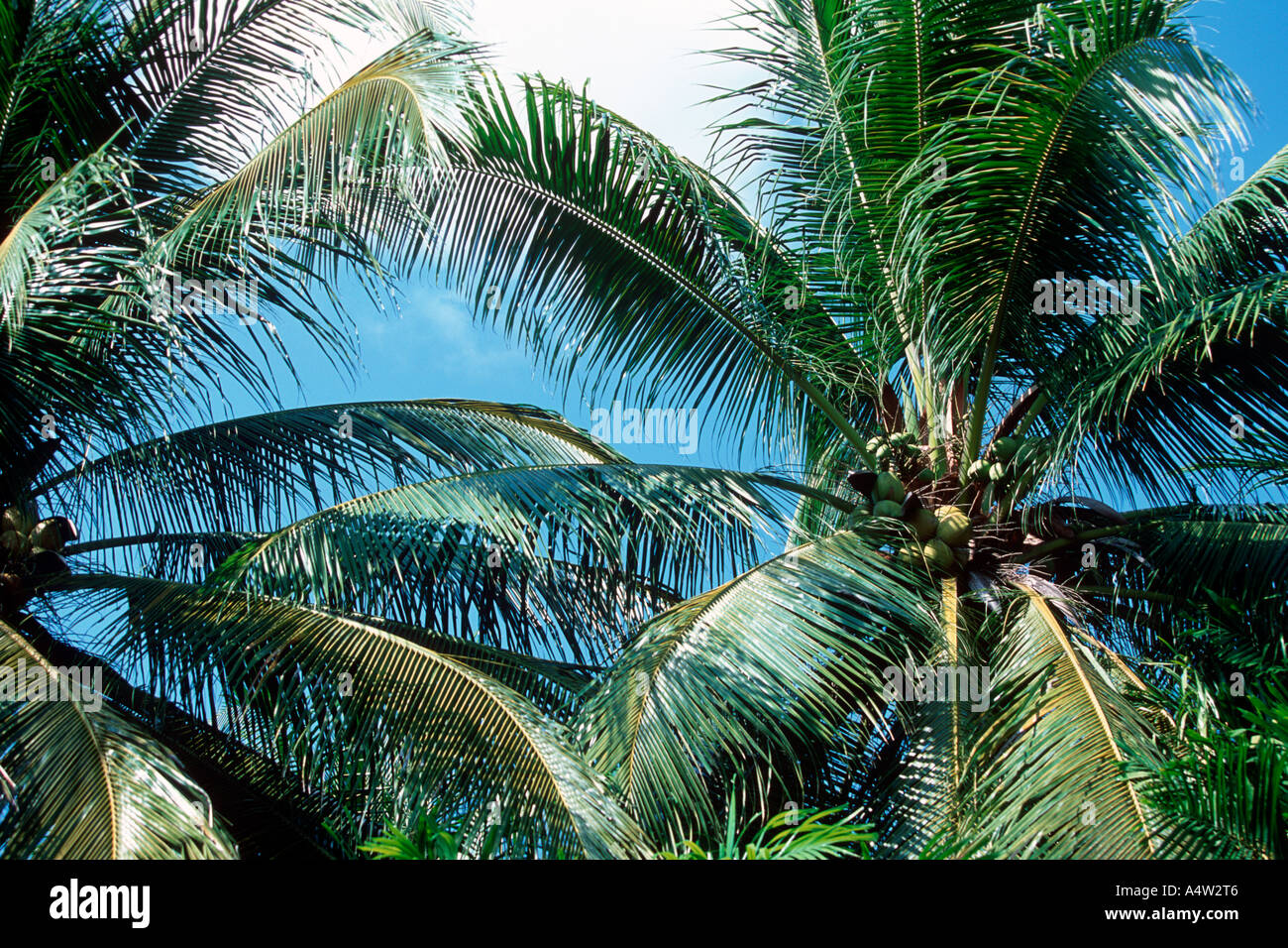 Palmen irland -Fotos und -Bildmaterial in hoher Auflösung – Alamy