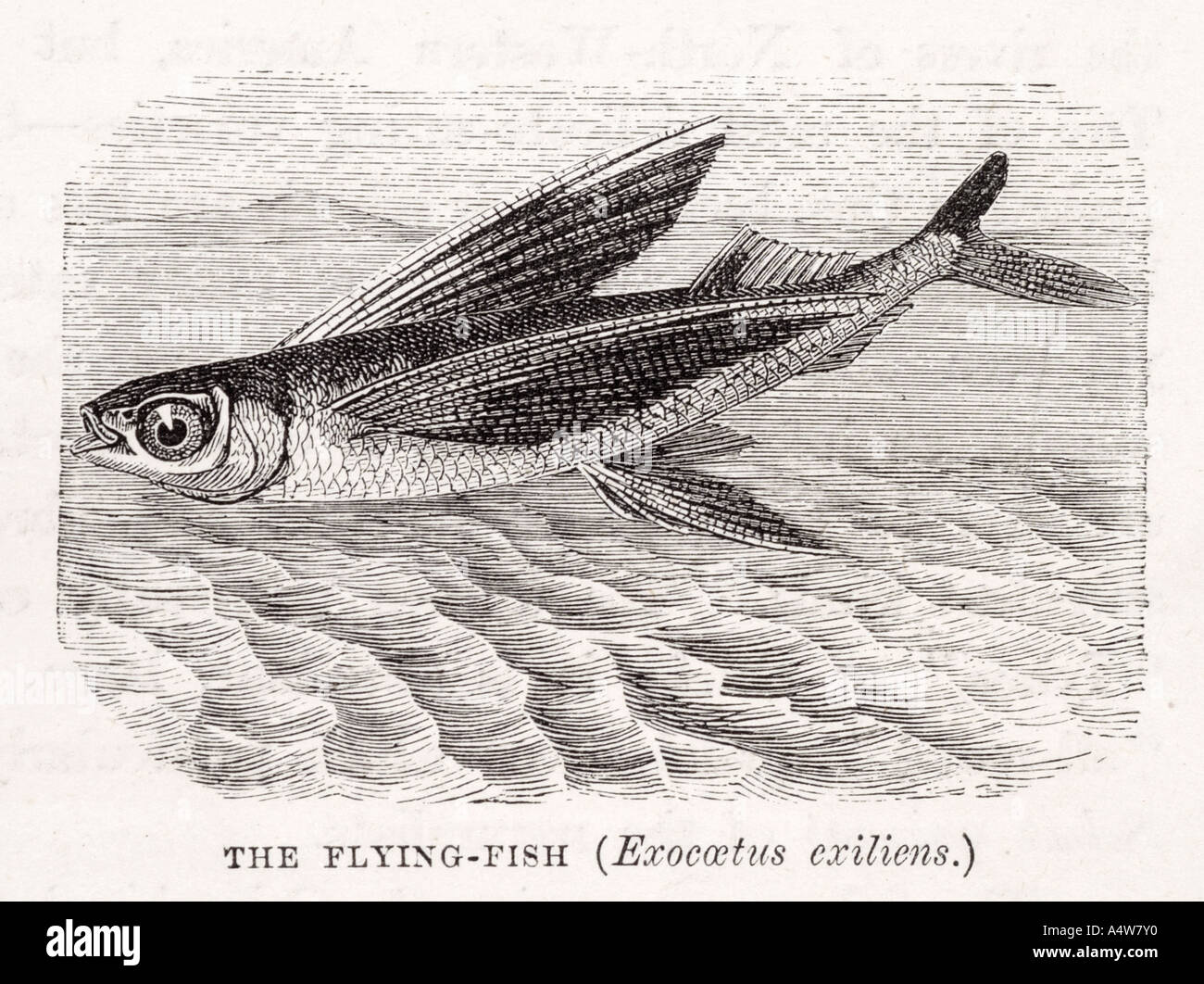 Fliegende fische kupferstich -Fotos und -Bildmaterial in hoher ...