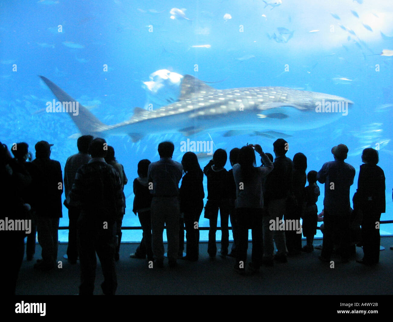 Okinawa churaumi aquarium japan -Fotos und -Bildmaterial in hoher ...