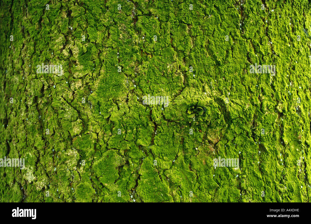 Nordman tannen abies nordmanniana -Fotos und -Bildmaterial in hoher ...