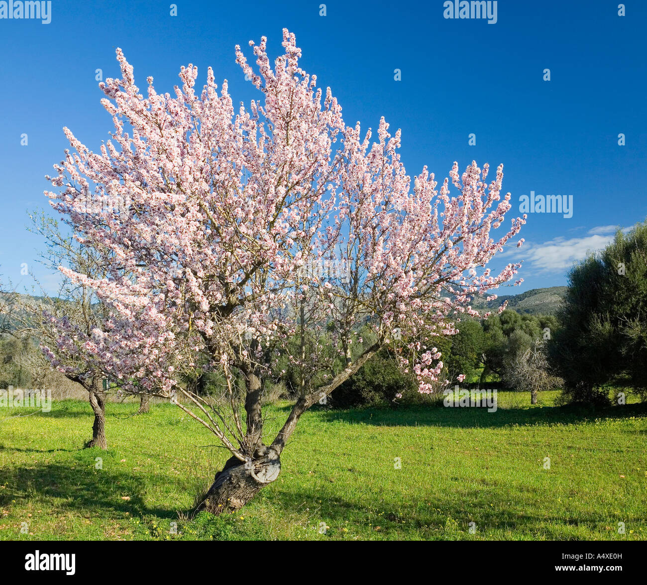 Mandel baum -Fotos und -Bildmaterial in hoher Auflösung – Alamy