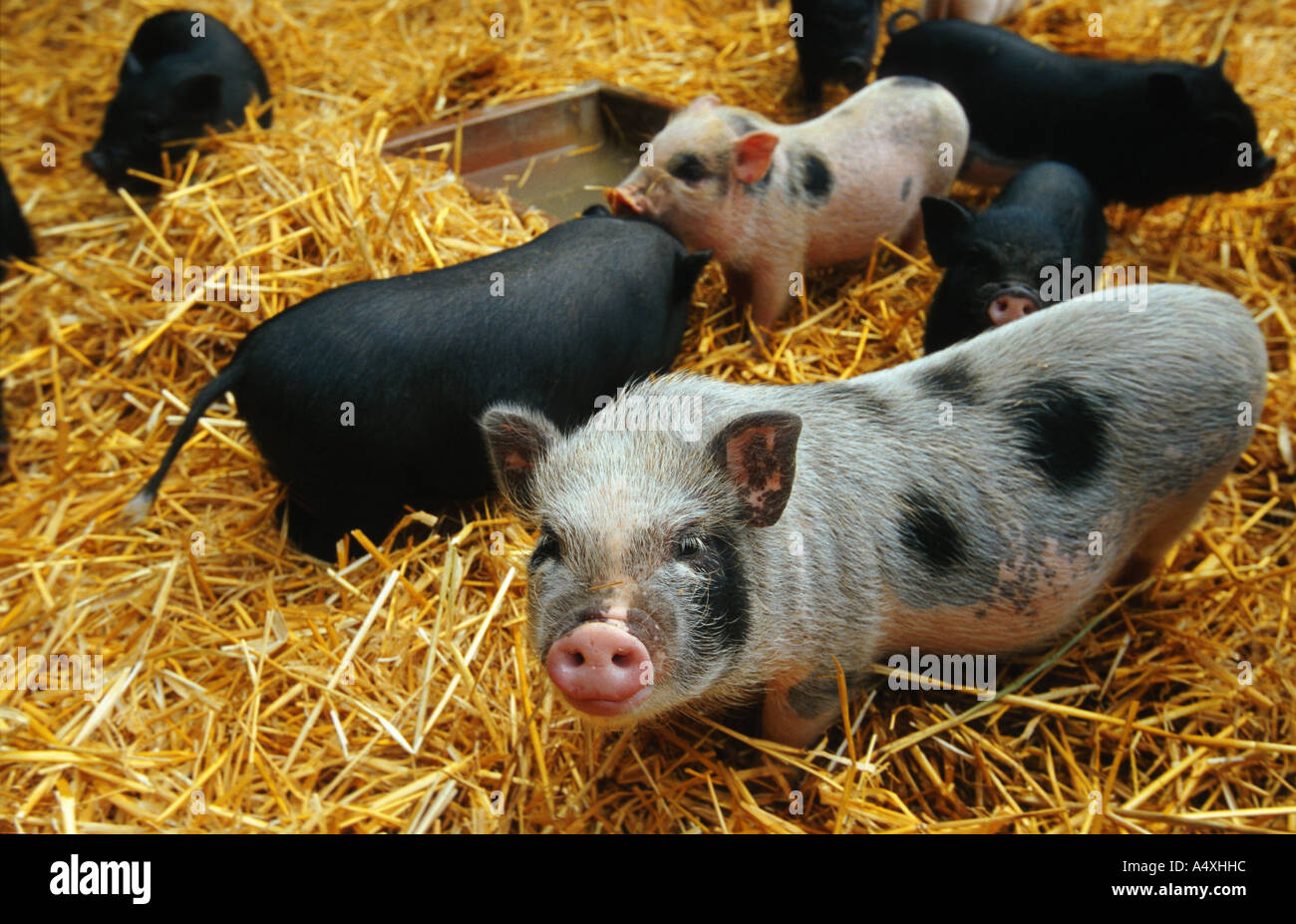 Mini pig sus scrofa f domestica -Fotos und -Bildmaterial in hoher ...