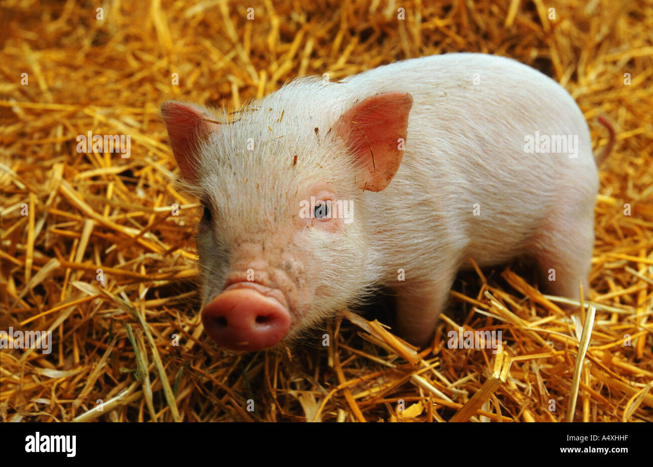 Mini pig sus scrofa f domestica -Fotos und -Bildmaterial in hoher ...