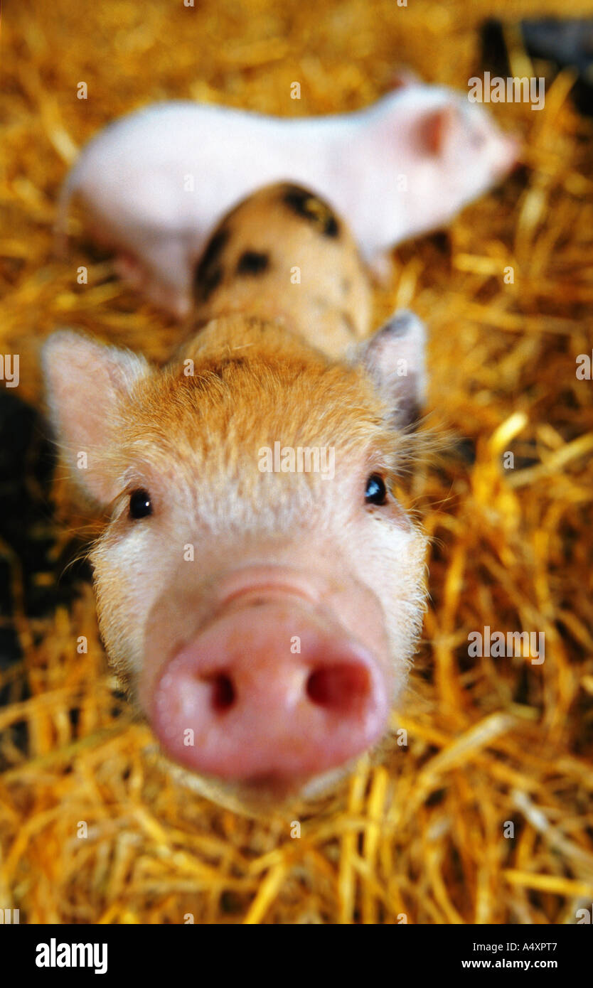 Mini pig sus scrofa f domestica -Fotos und -Bildmaterial in hoher ...