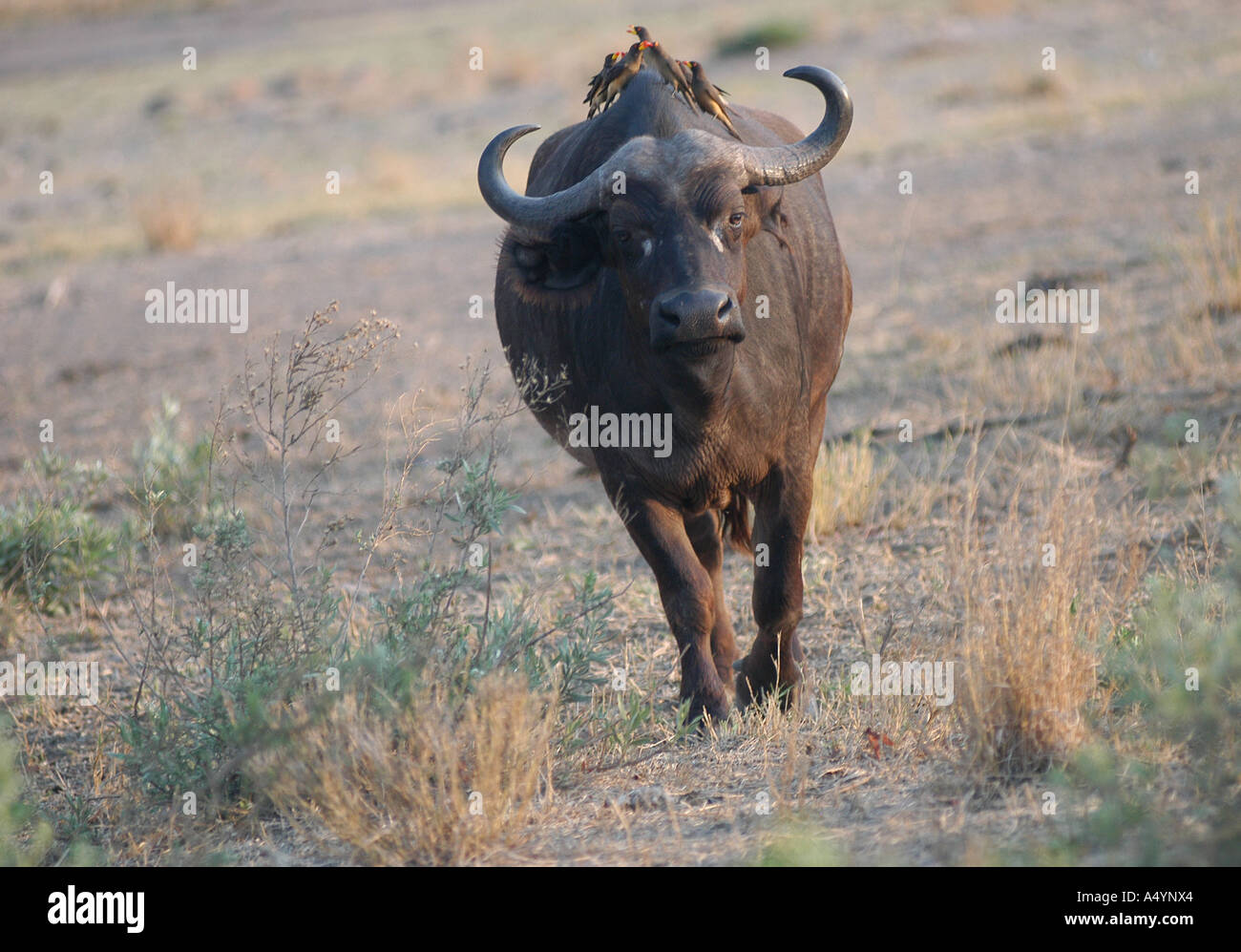 Photo by eva braun -Fotos und -Bildmaterial in hoher Auflösung – Alamy
