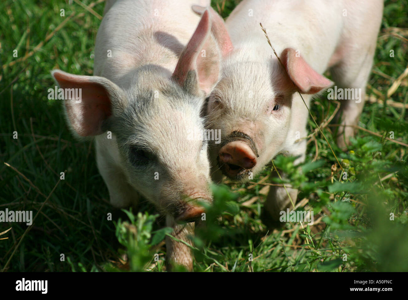 Zwei ferkel im gras -Fotos und -Bildmaterial in hoher Auflösung – Alamy