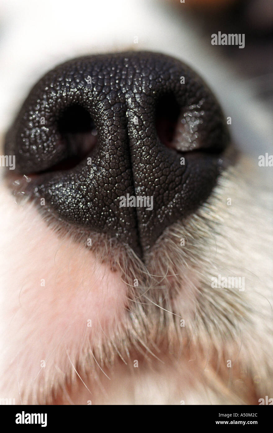 Ein nasser hund hunde -Fotos und -Bildmaterial in hoher Auflösung – Alamy