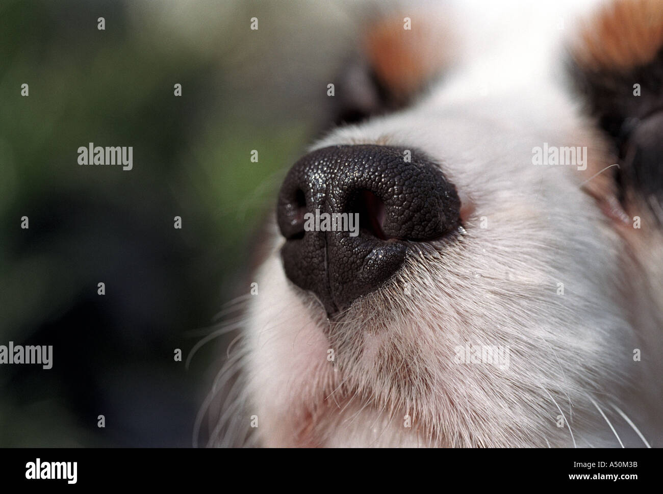 Ein nasser hund hunde -Fotos und -Bildmaterial in hoher Auflösung – Alamy