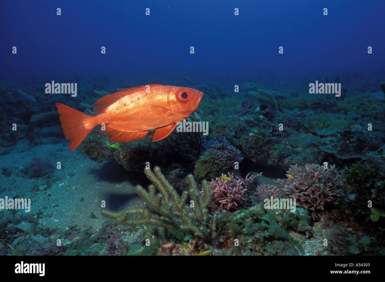 Priacanthus arenatus -Fotos und -Bildmaterial in hoher Auflösung – Alamy