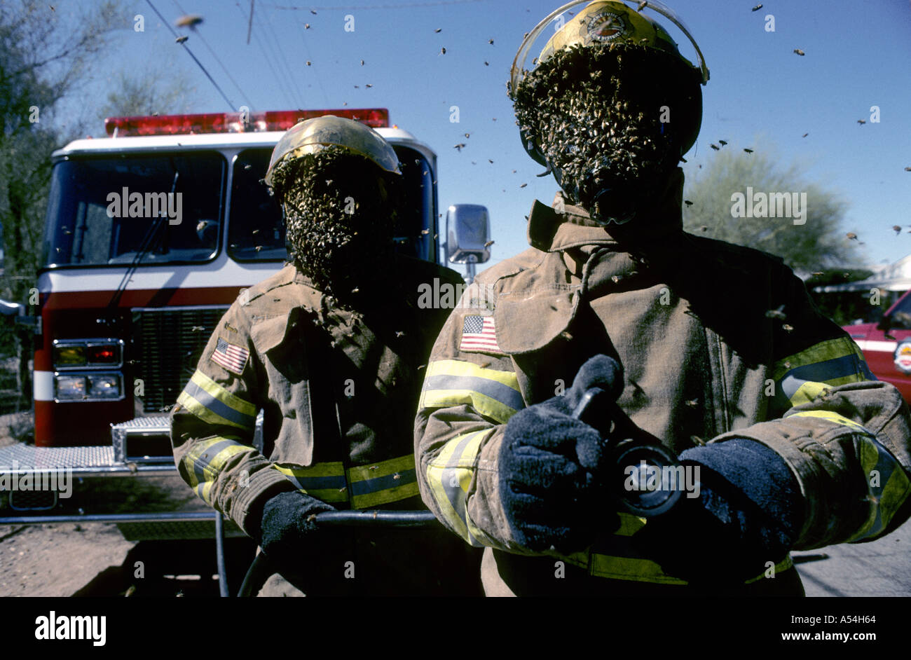 The killer bees -Fotos und -Bildmaterial in hoher Auflösung – Alamy