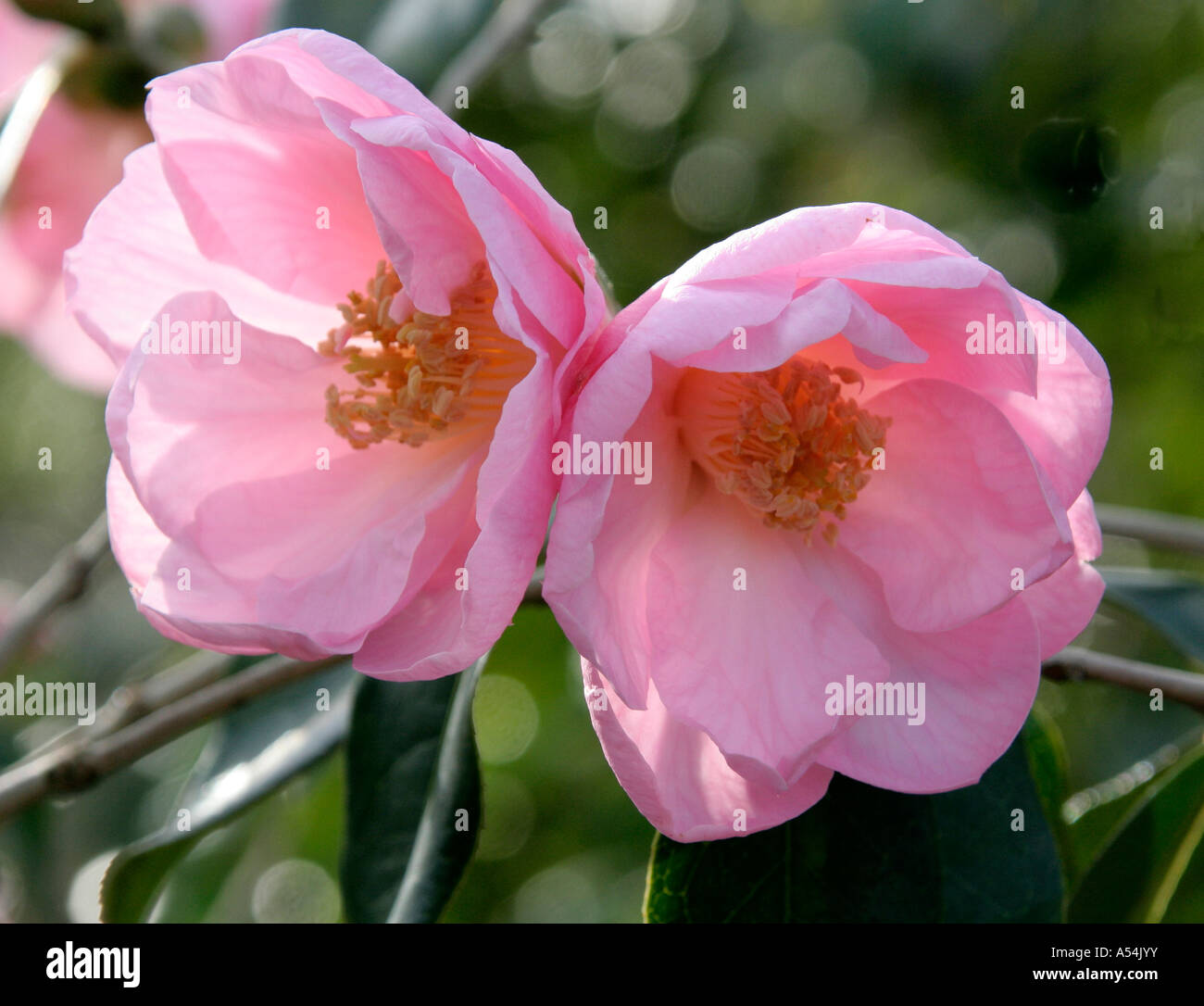 Camellia reticulata hybride -Fotos und -Bildmaterial in hoher Auflösung ...