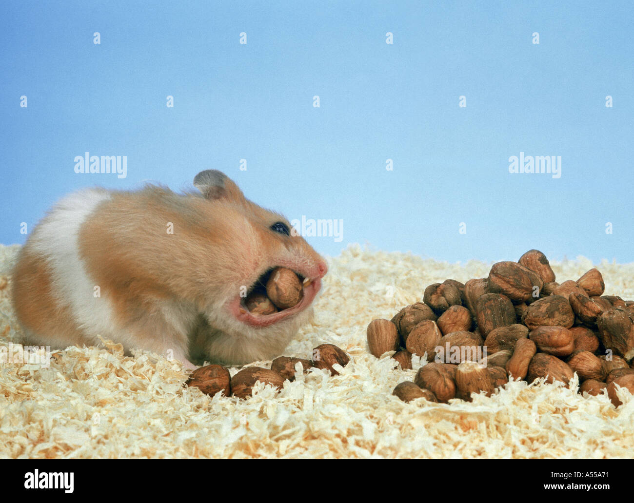 Golden Hamster (mesocricetus Auratus) Stockfotos & Golden Hamster ...