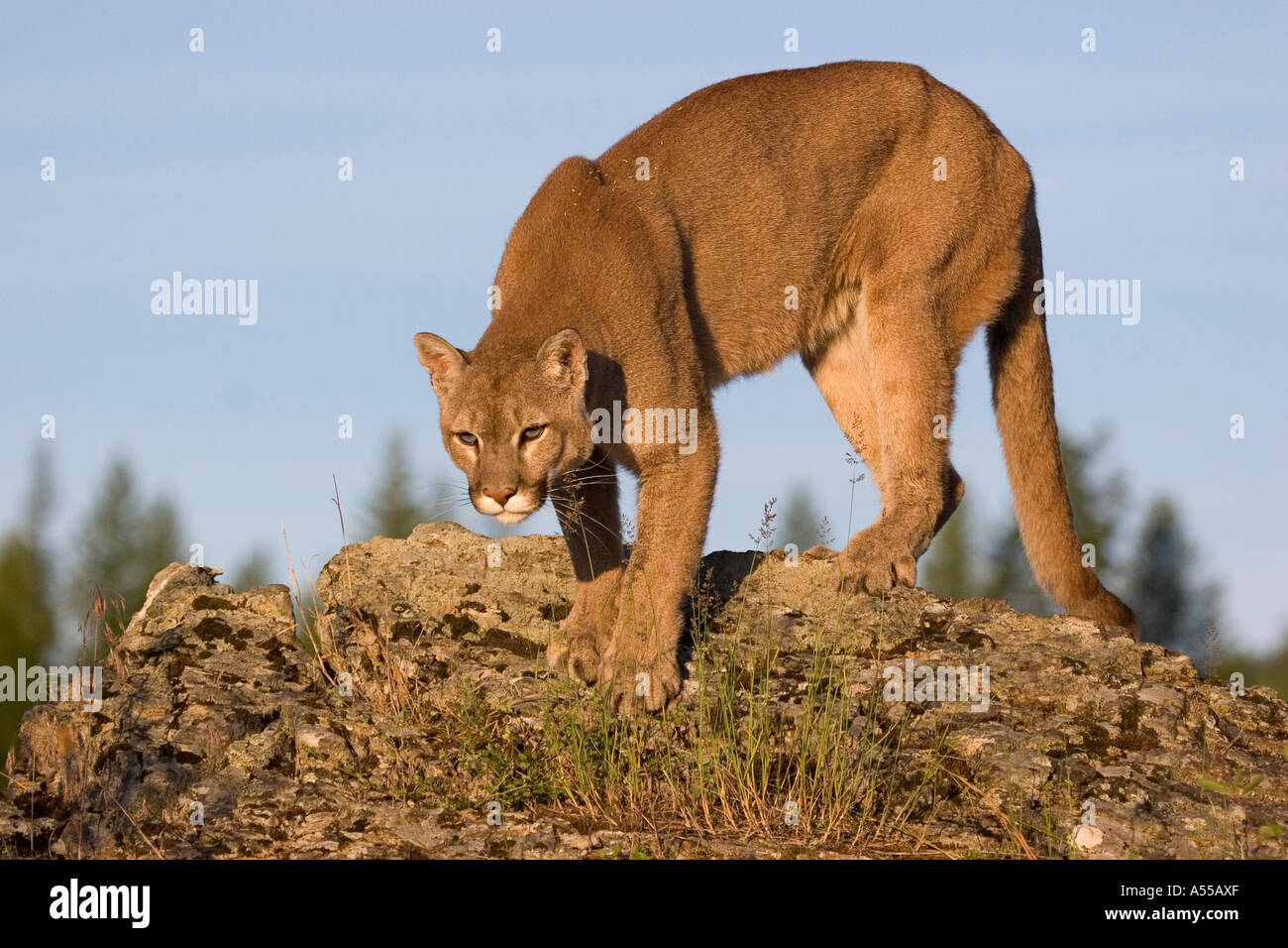 Stalking puma felis concolor -Fotos und -Bildmaterial in hoher ...