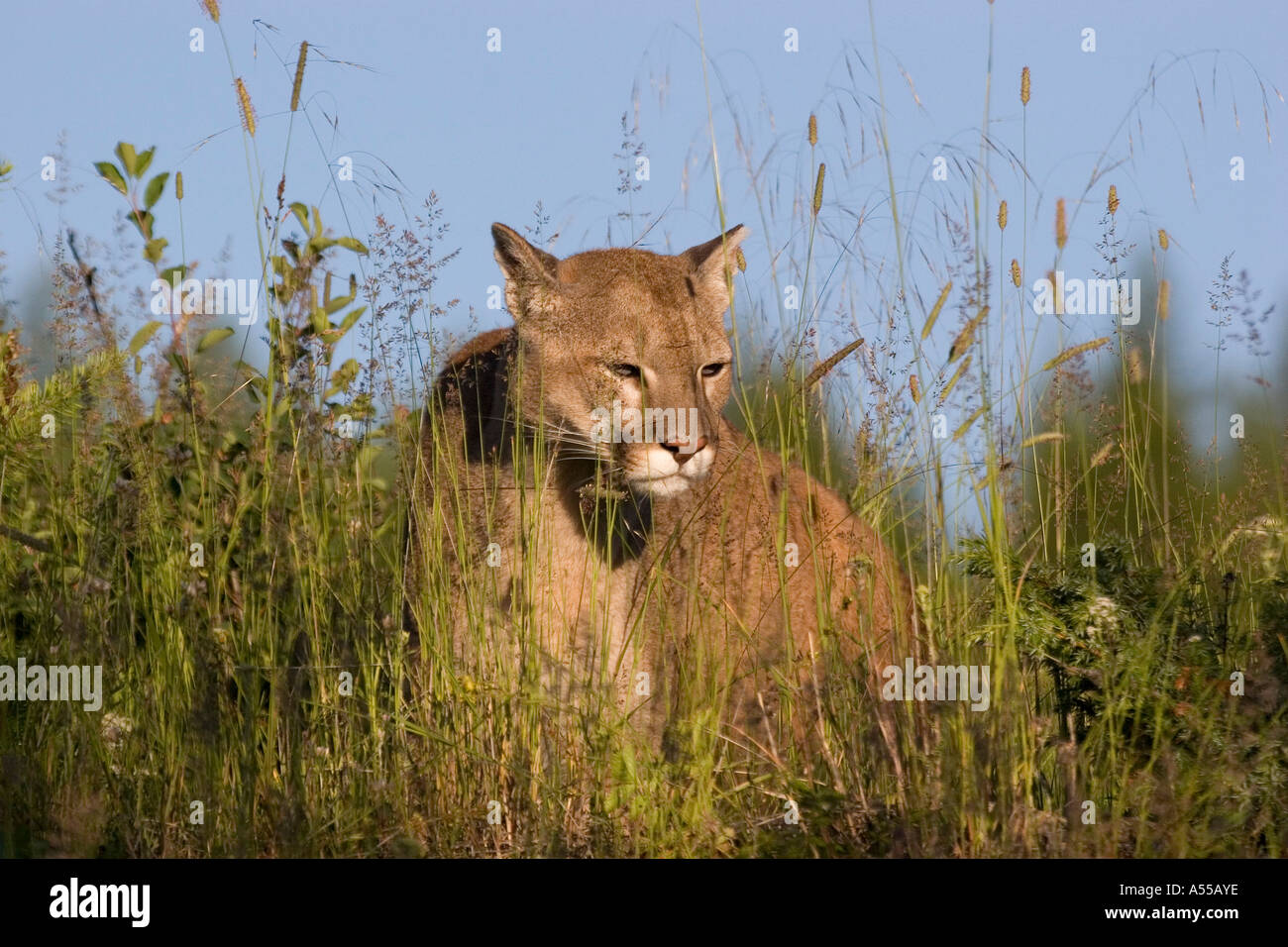 Stalking Puma Felis Concolor Stockfotos und -bilder Kaufen - Alamy