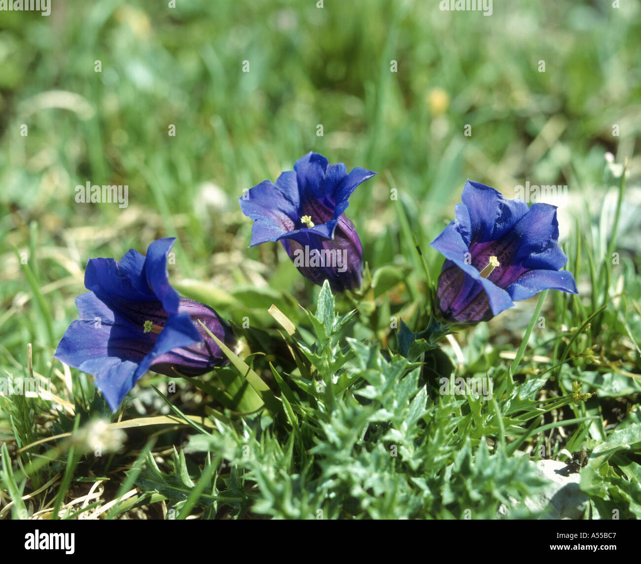 Blauer alpen enzian -Fotos und -Bildmaterial in hoher Auflösung – Alamy