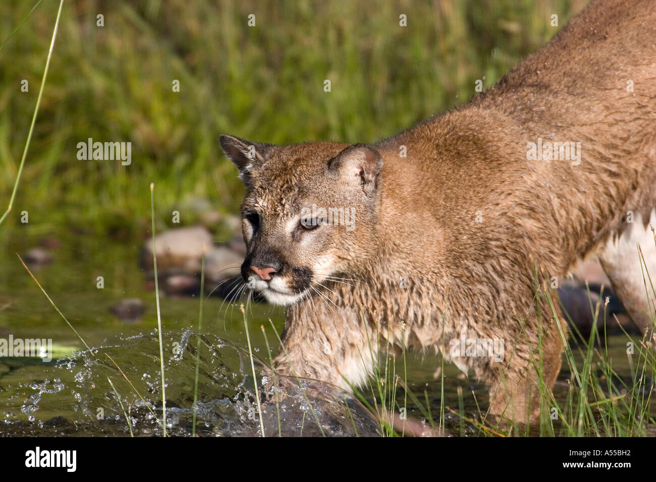 Puma in wasser -Fotos und -Bildmaterial in hoher Auflösung – Alamy