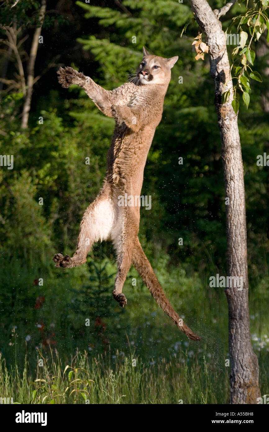 Puma Pfote Stockfotos und -bilder Kaufen - Alamy