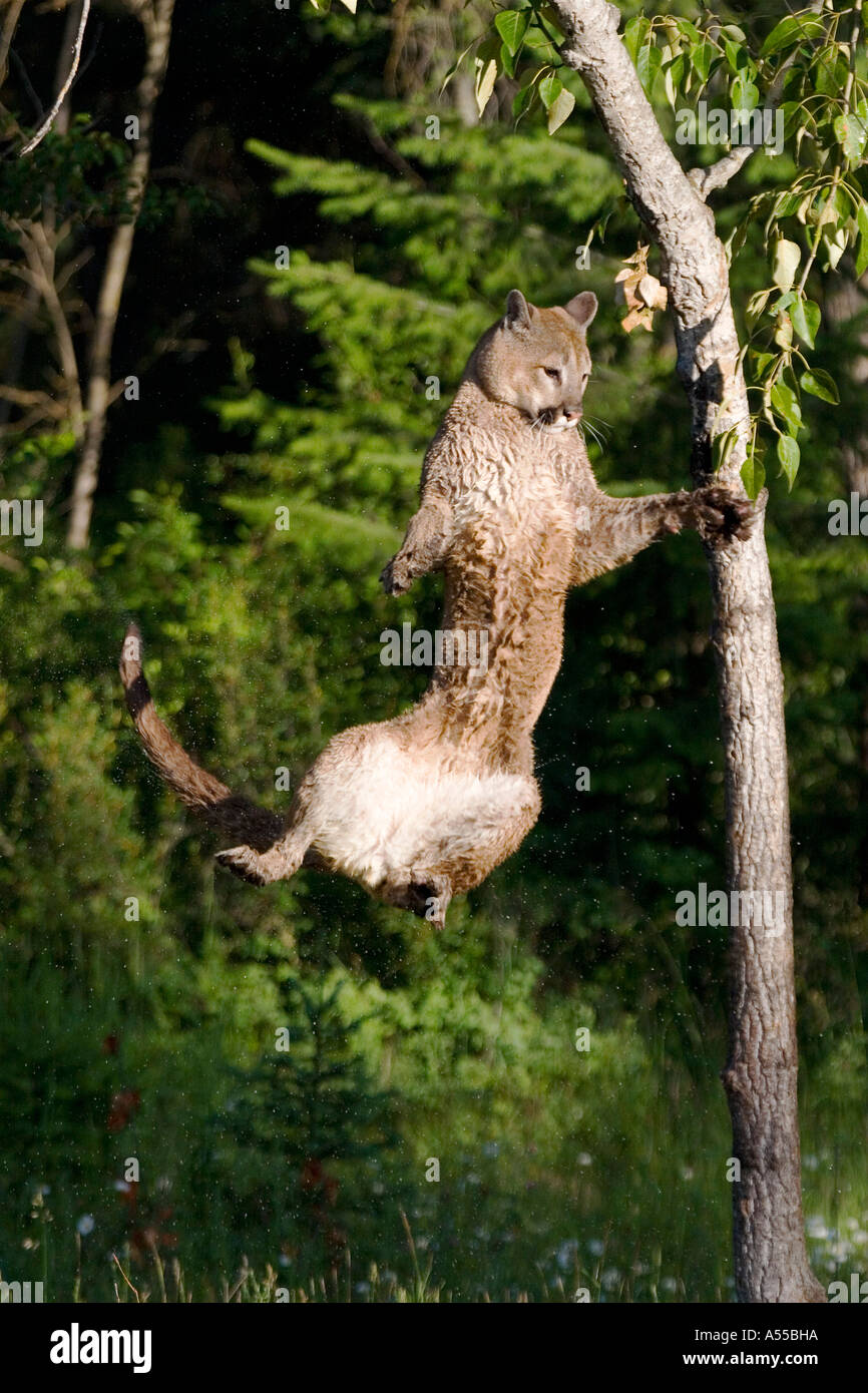 Stalking puma felis concolor -Fotos und -Bildmaterial in hoher ...