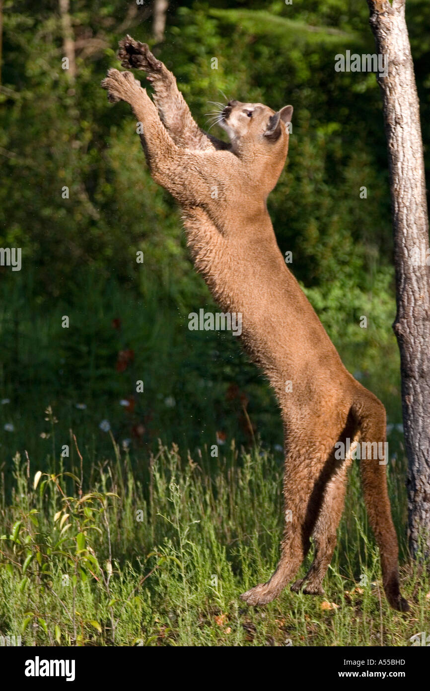 Puma Pfote Stockfotos und -bilder Kaufen - Alamy