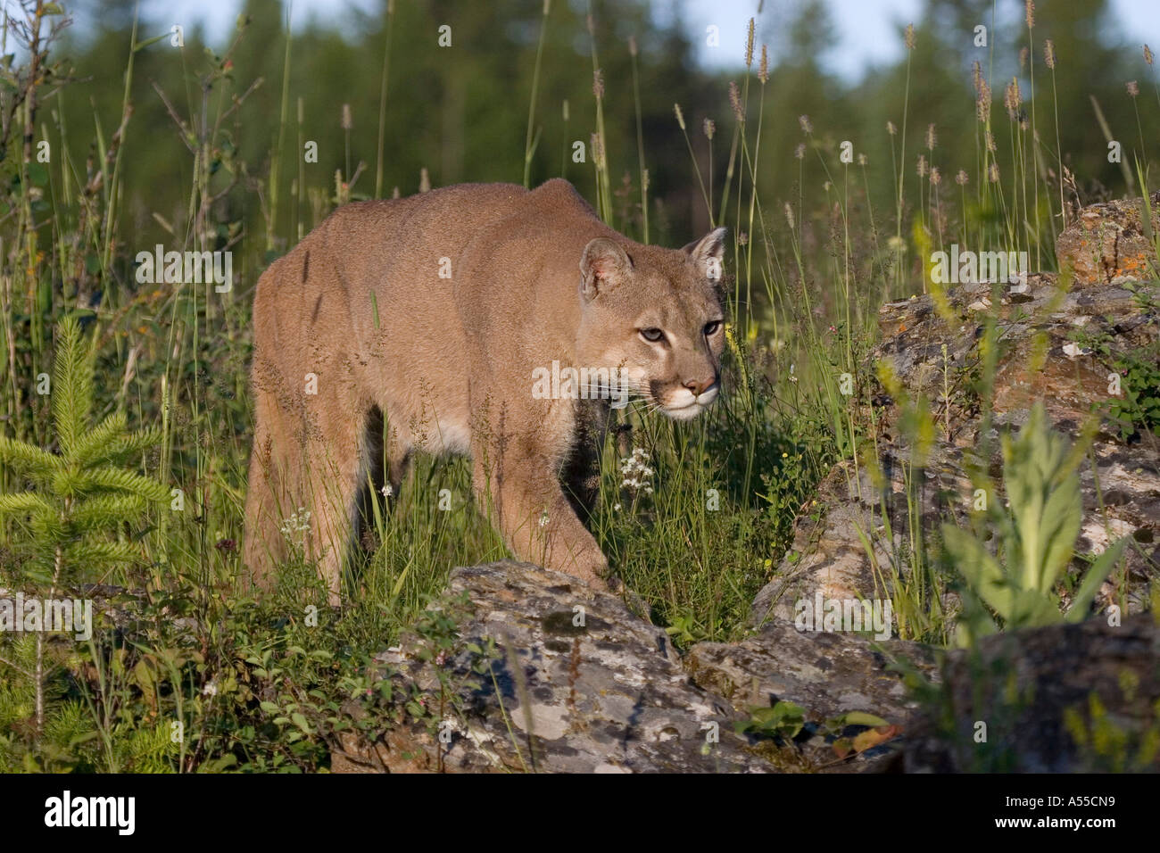 Stalking Puma Felis Concolor Stockfotos und -bilder Kaufen - Alamy