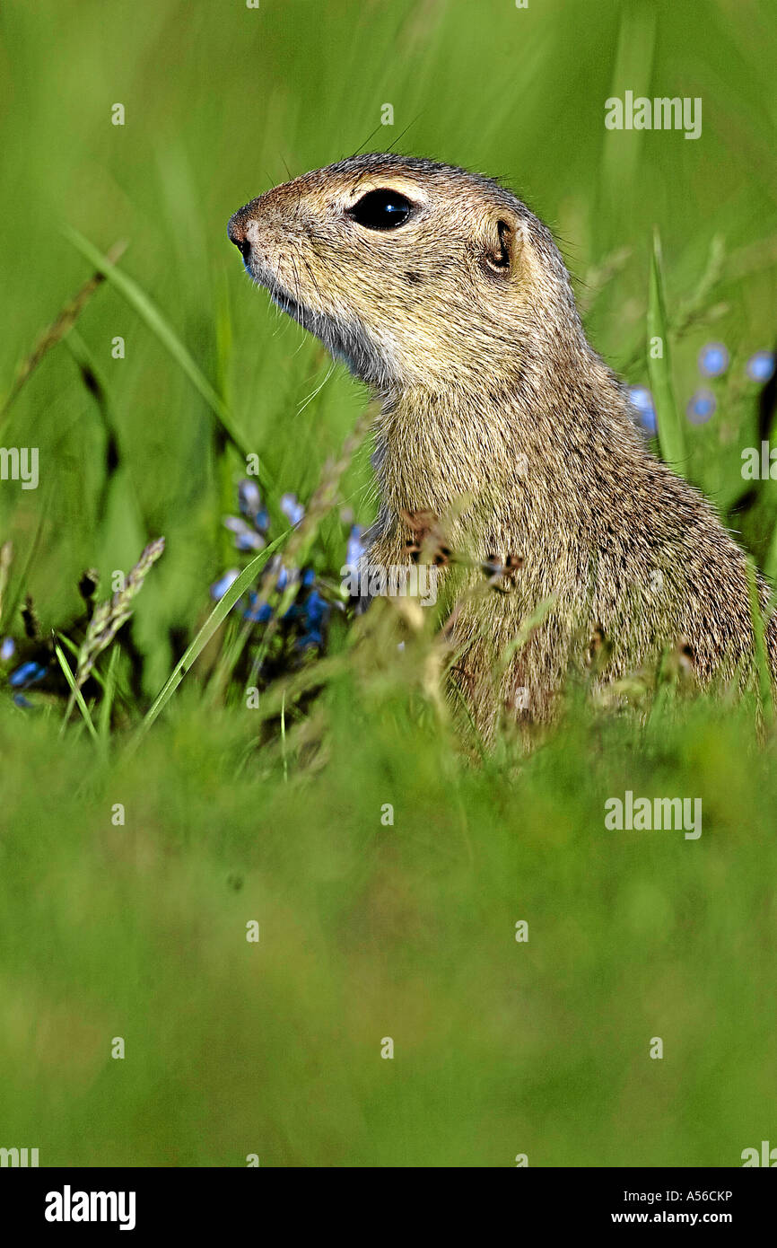 Europaeisches Ziesel Europäische Ziesel Europäische Ziesel ...