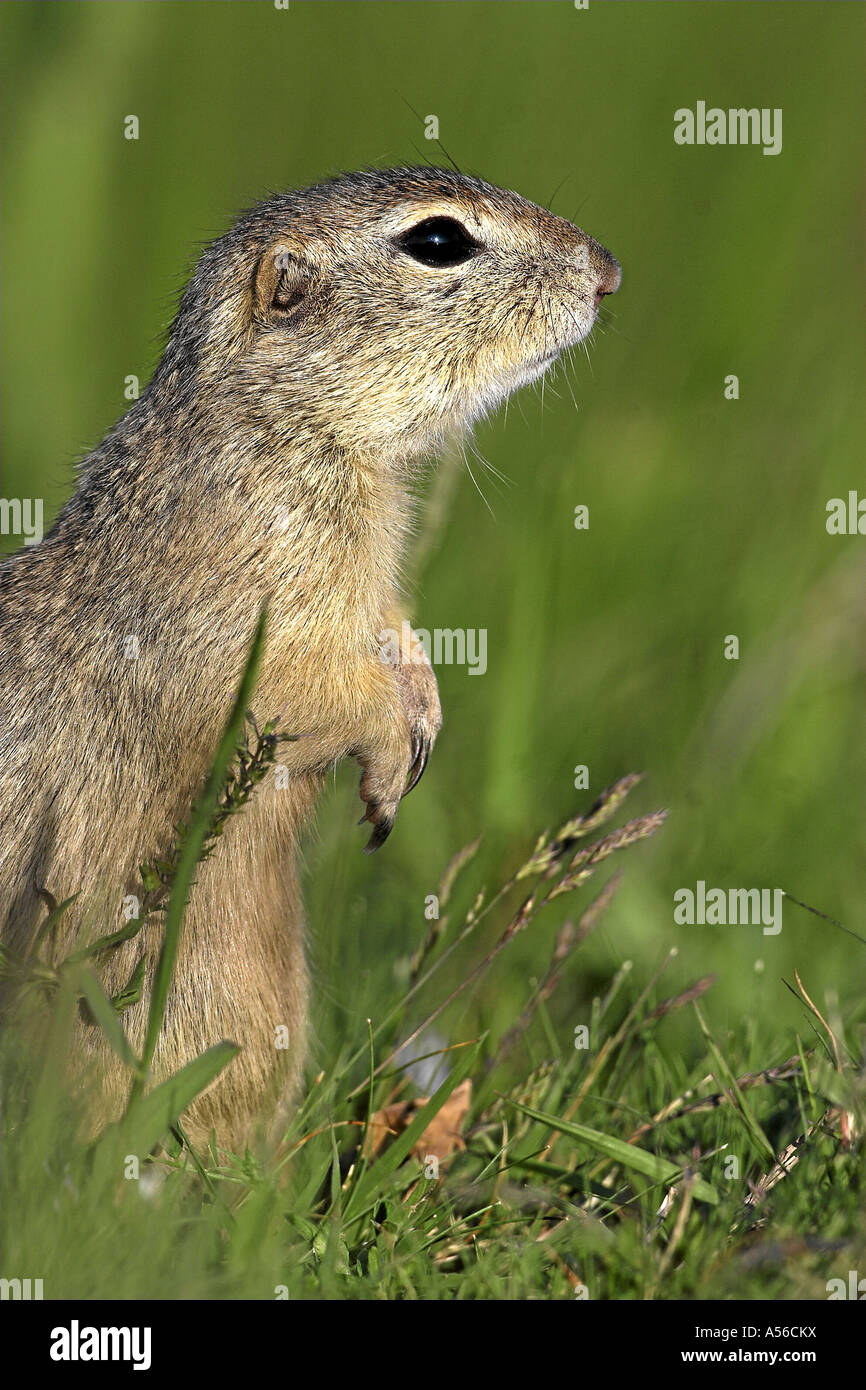 Europaeisches Ziesel Europäische Ziesel Europäische Ziesel ...