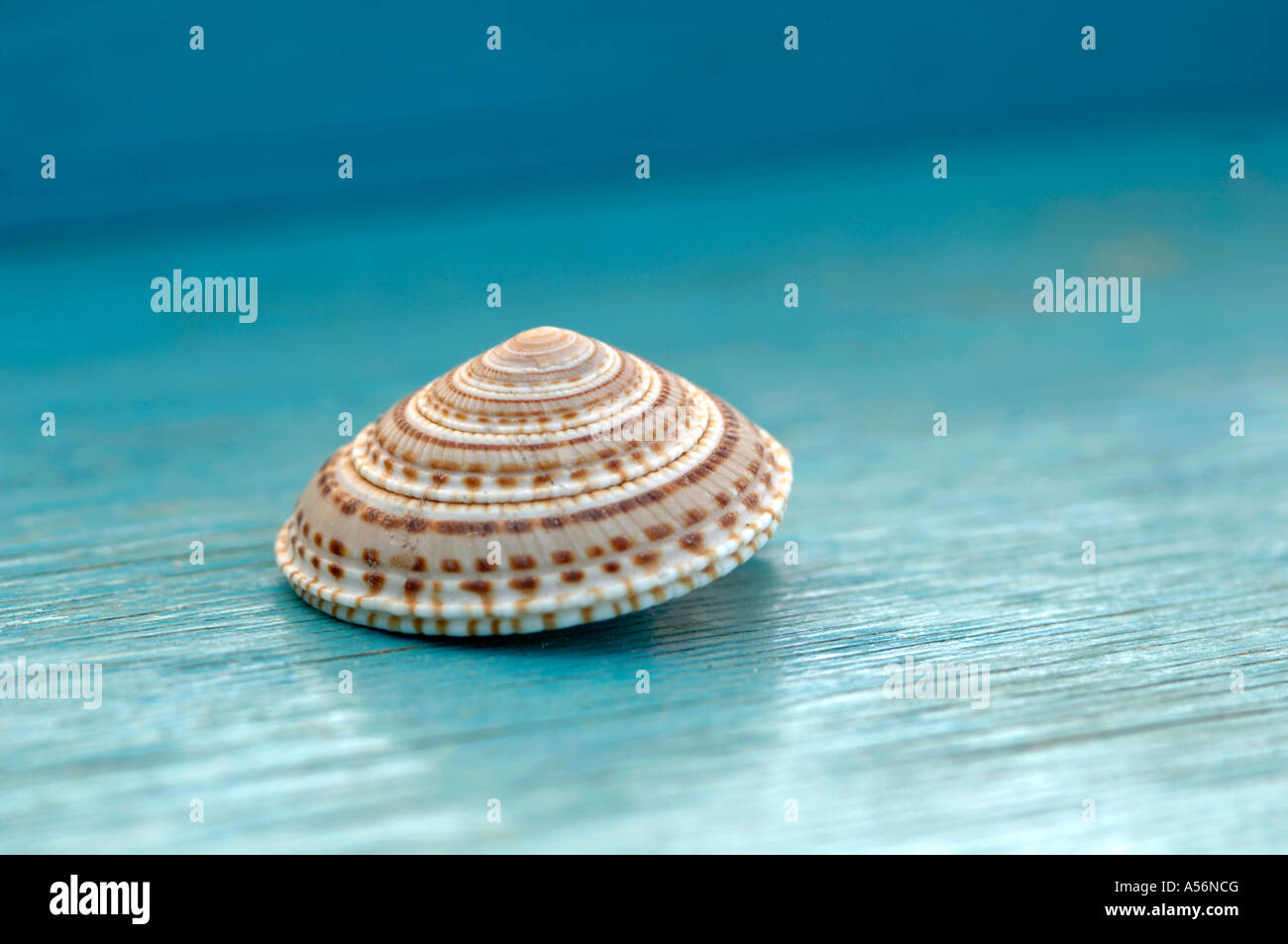 El color -Fotos und -Bildmaterial in hoher Auflösung – Alamy