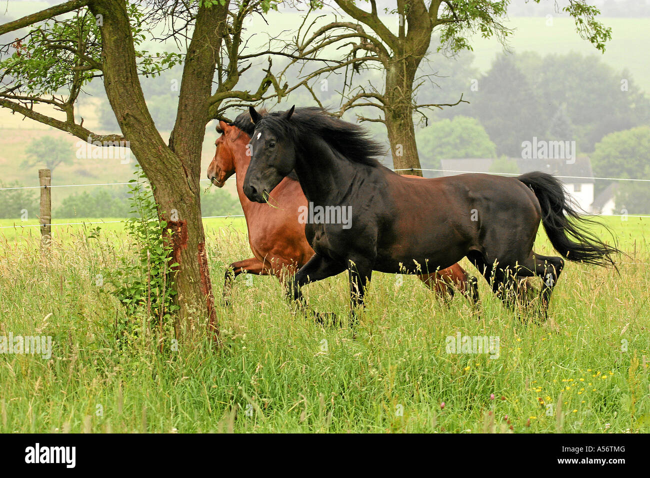 Pure spanish horse andalusian stallion -Fotos und -Bildmaterial in ...