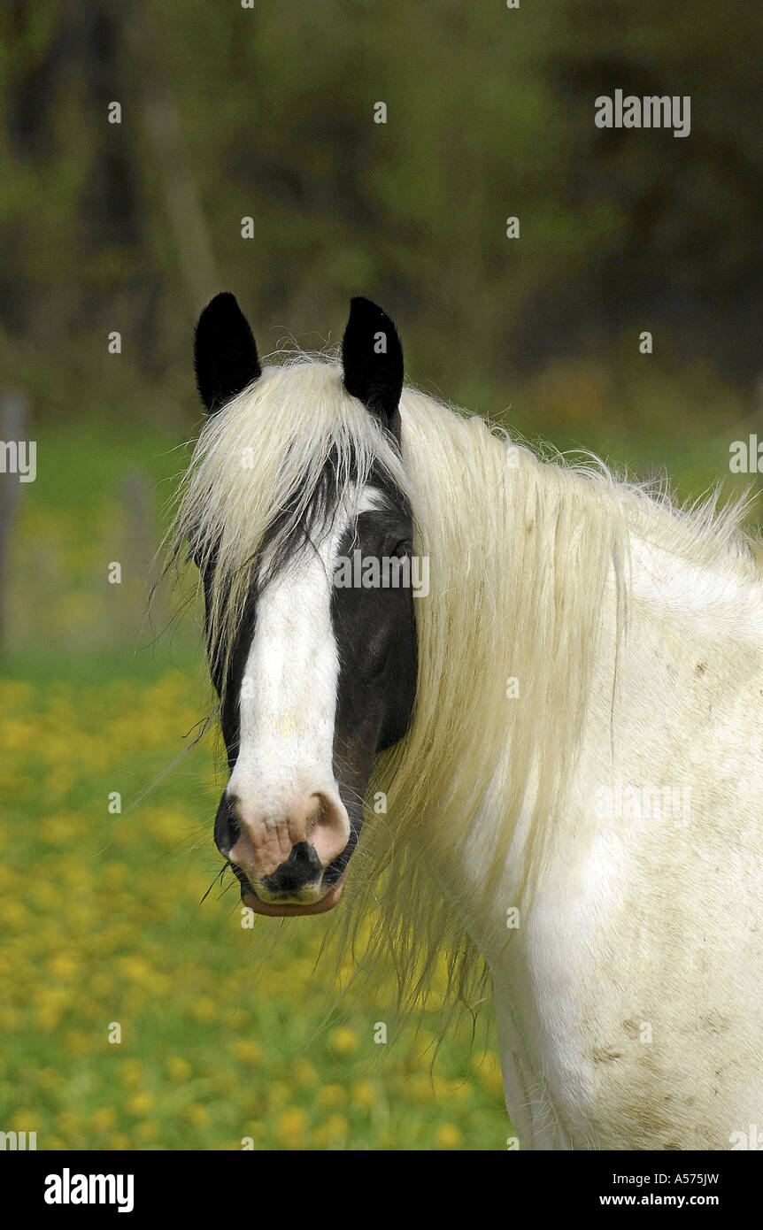Tinker pferde -Fotos und -Bildmaterial in hoher Auflösung – Alamy