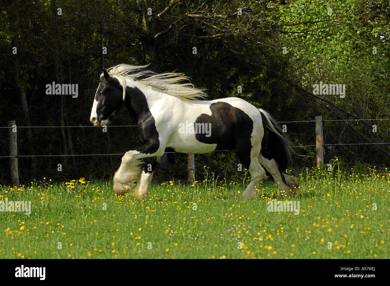 Tinker pferde -Fotos und -Bildmaterial in hoher Auflösung – Alamy