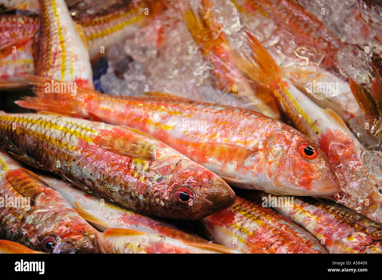 Rote Meerbarbe (Mullus Barbatus), Fischmarkt, Denia, Costa Blanca ...