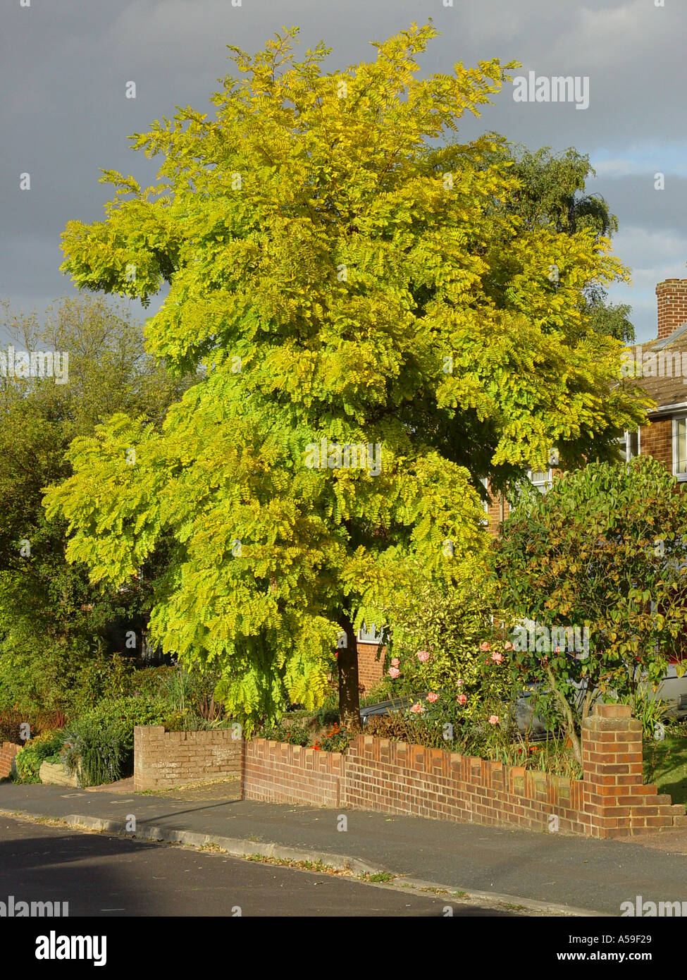 Robinia Pseudoacacia Frisia Stockfotografie - Alamy