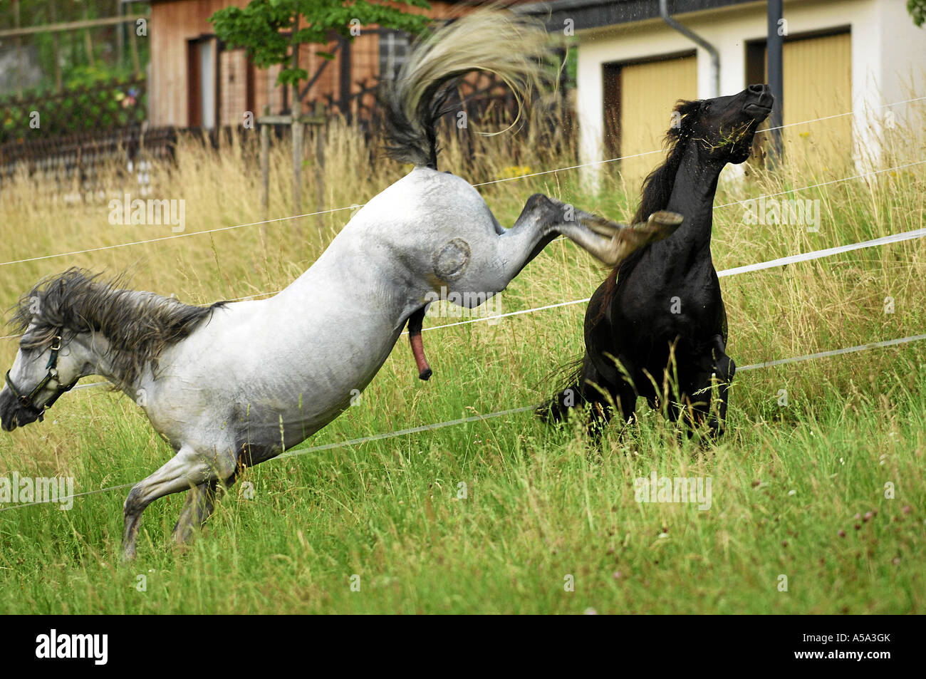 Pre Hengst Und Partbreed Andalusier X araber Stute Freies decken ... Pre Hengst Und Partbreed Andalusier X araber Stute Freies decken ...