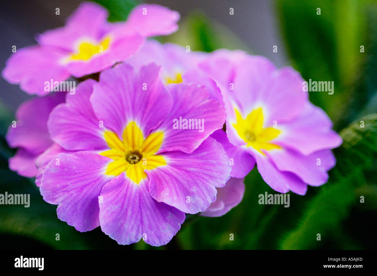 Primula grandiflora -Fotos und -Bildmaterial in hoher Auflösung – Alamy