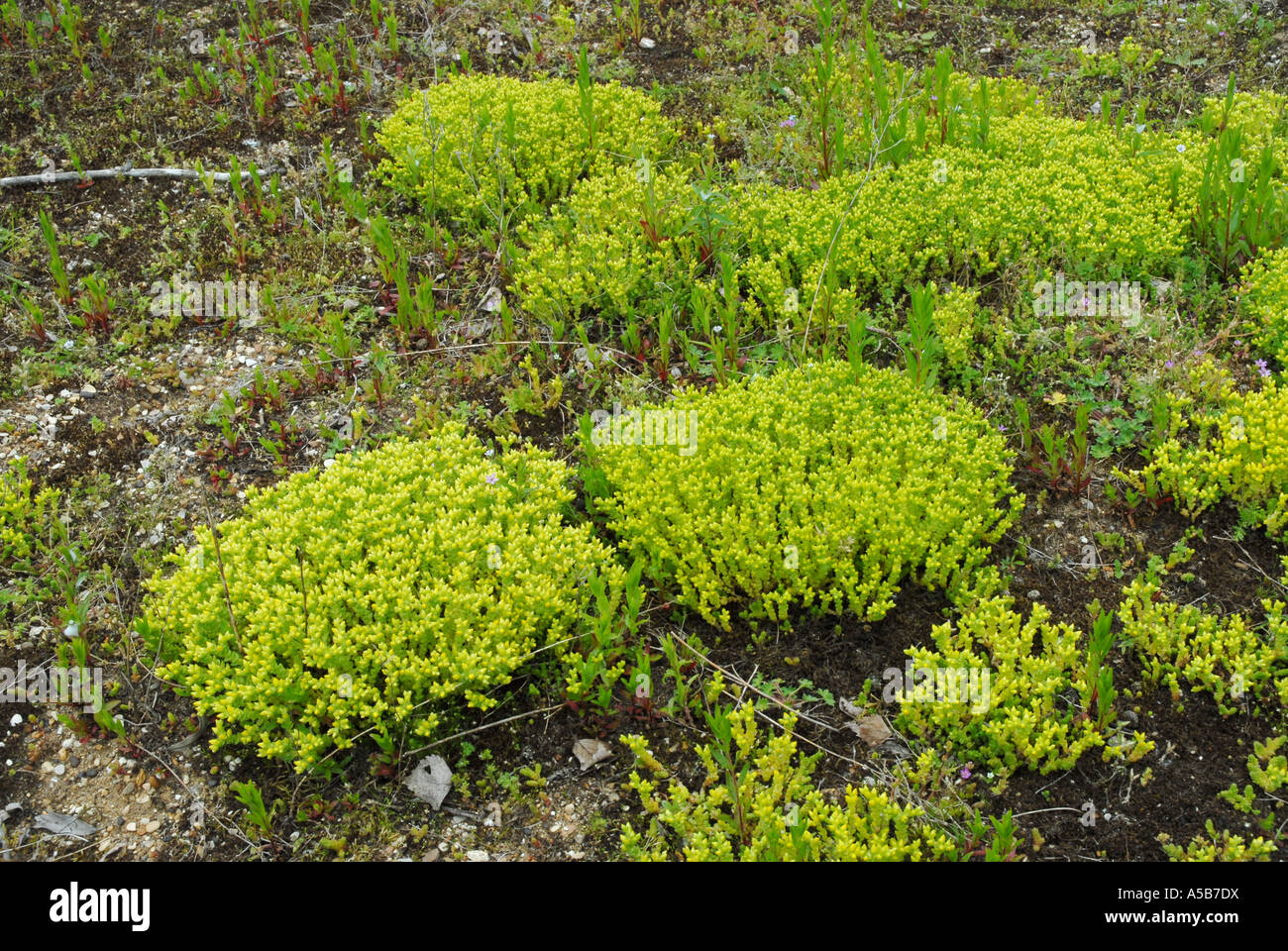Attraktive klumpen -Fotos und -Bildmaterial in hoher Auflösung – Alamy