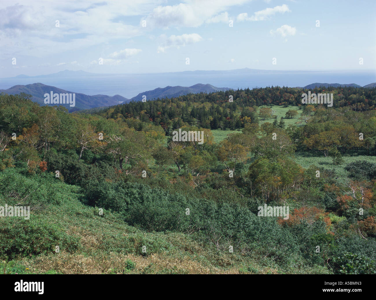 Wilder Wald im Shiretoko Hokkaido Japan Stockfotografie - Alamy