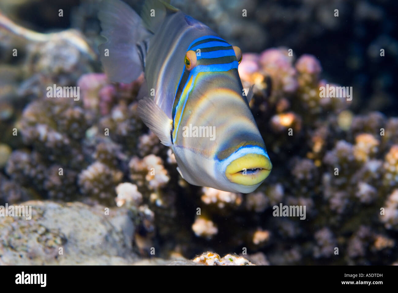 Arabian picasso triggerfish -Fotos und -Bildmaterial in hoher Auflösung ...