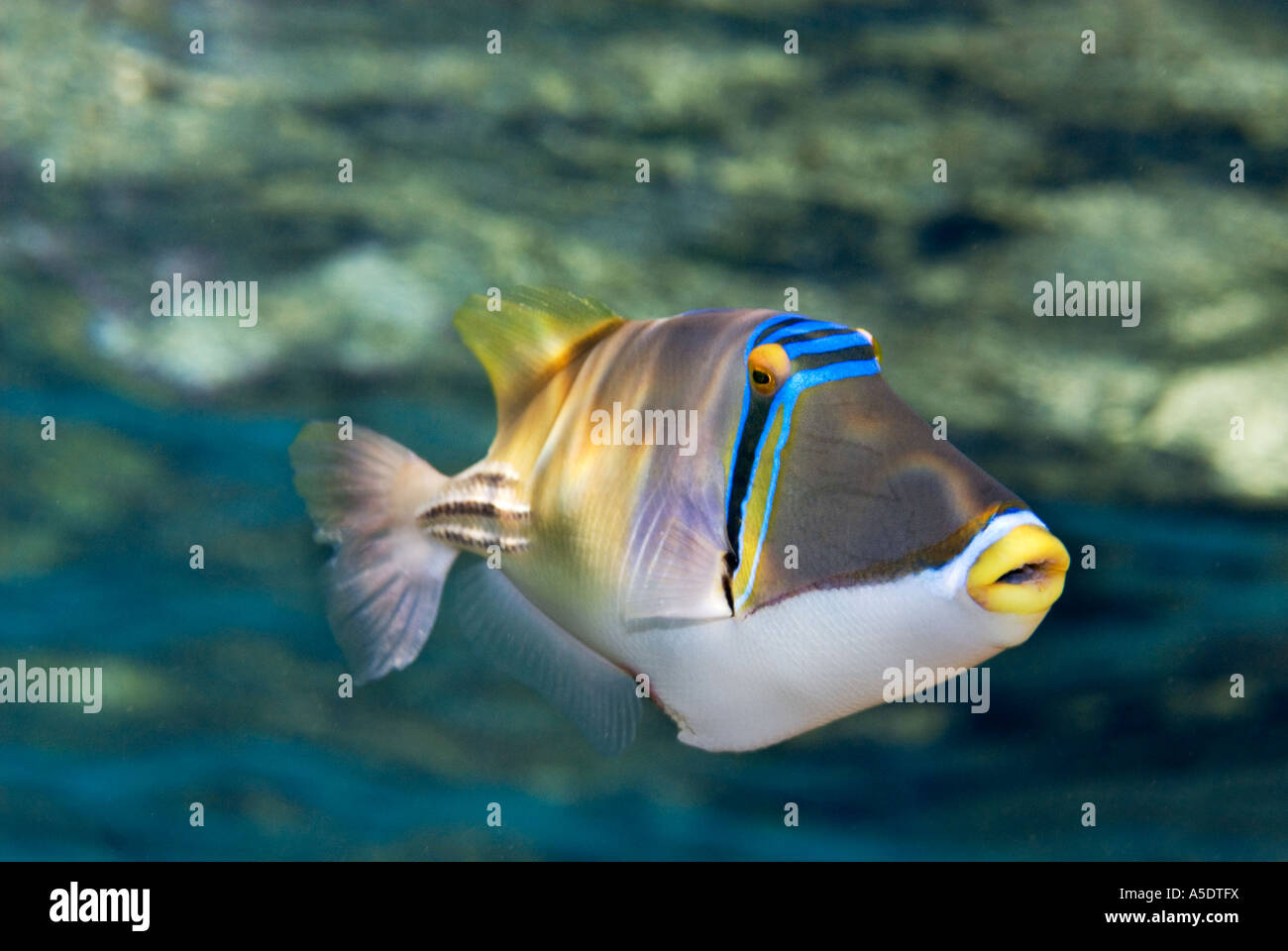 Rotes Meer Picasso Fisch Picassofish arabischen Rhinecanthus assai ...