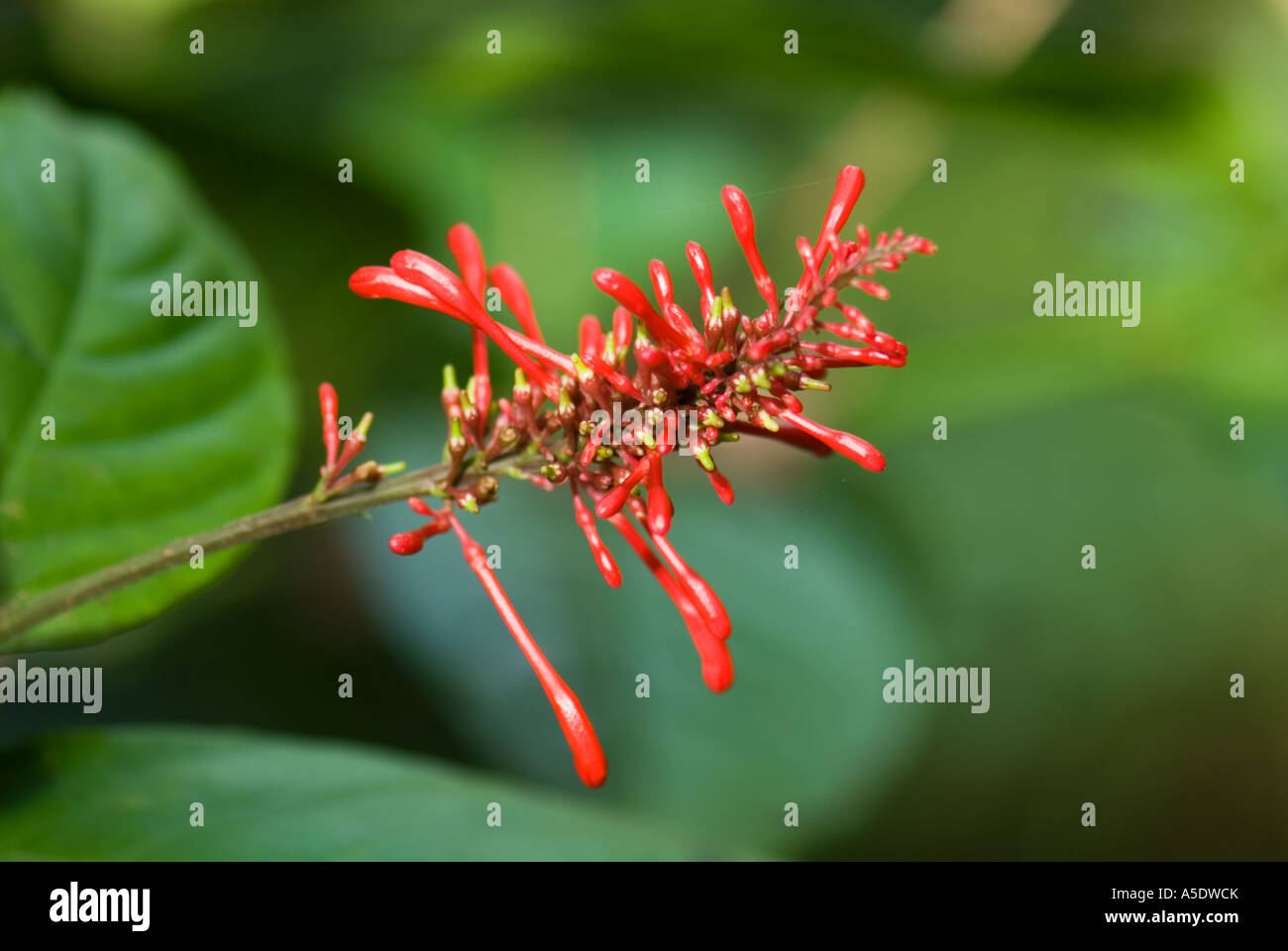 Regenwald SAMOA Mount VAEA rund um die Villa Vailima von Robert Louis ...