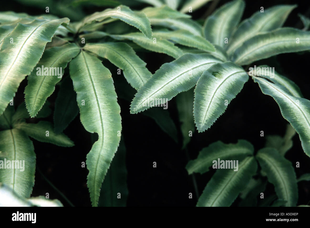 R parkeri -Fotos und -Bildmaterial in hoher Auflösung – Alamy