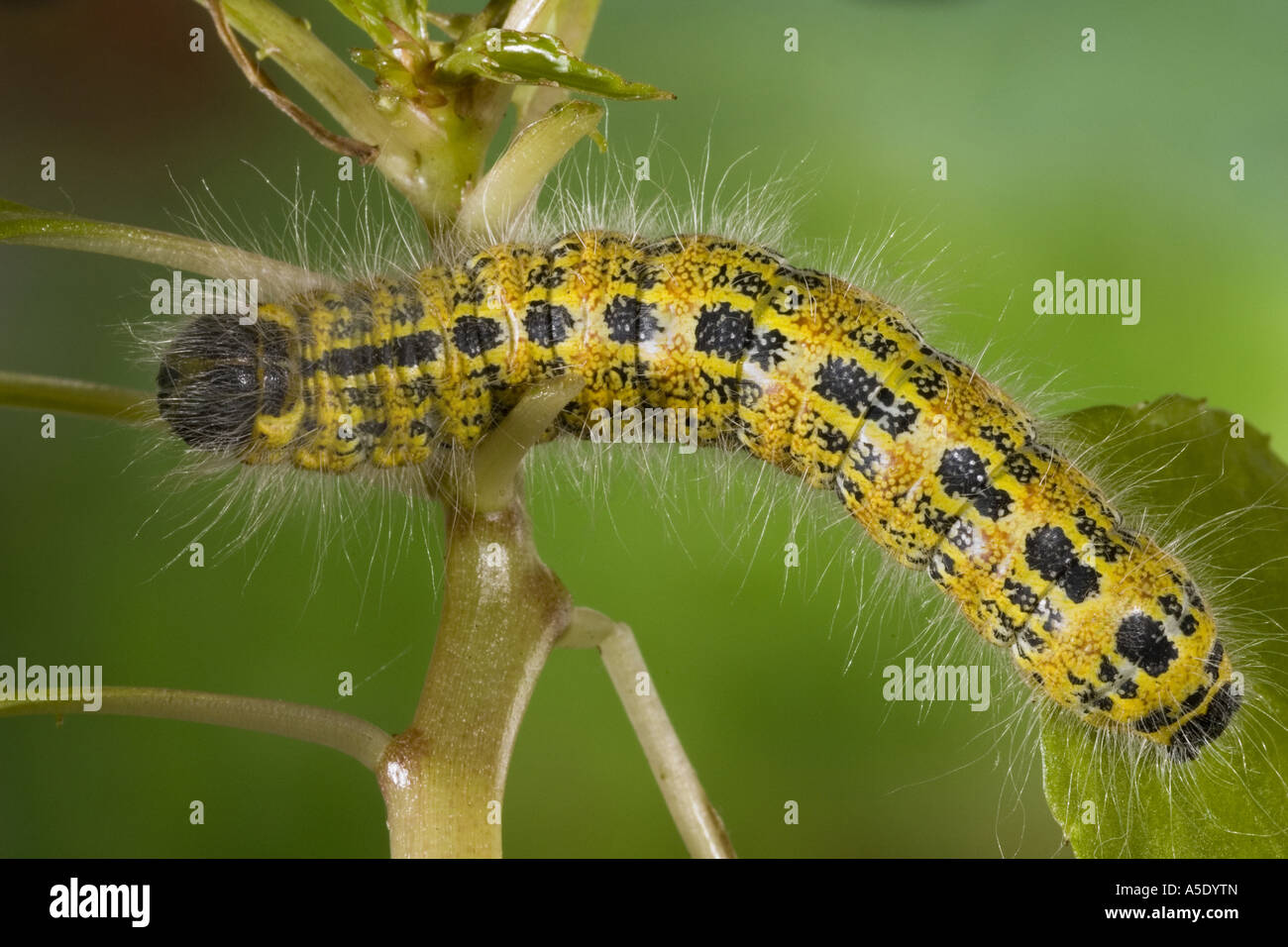 großer Kohlweißling (Pieris Brassicae), Raupe Stockfotografie - Alamy