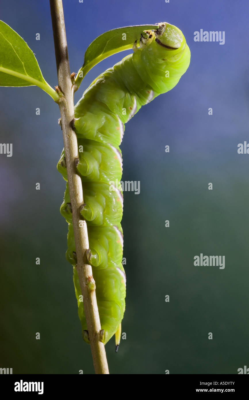 Liguster Hawkmoth (Sphinx Ligustri), Raupe Stockfotografie - Alamy