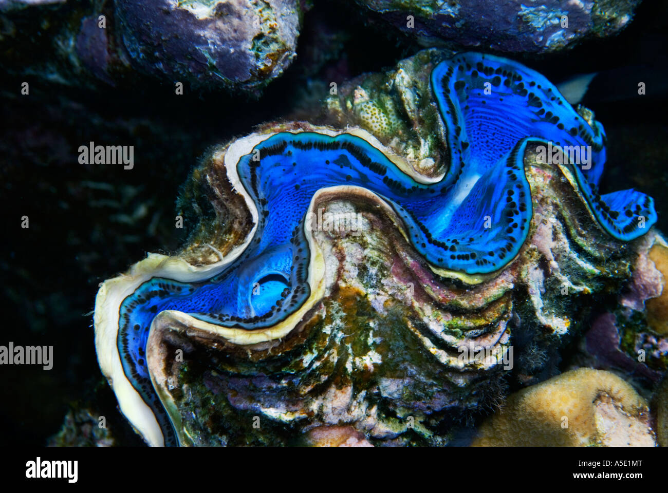 Scuba diver giant clam tridacna -Fotos und -Bildmaterial in hoher ...