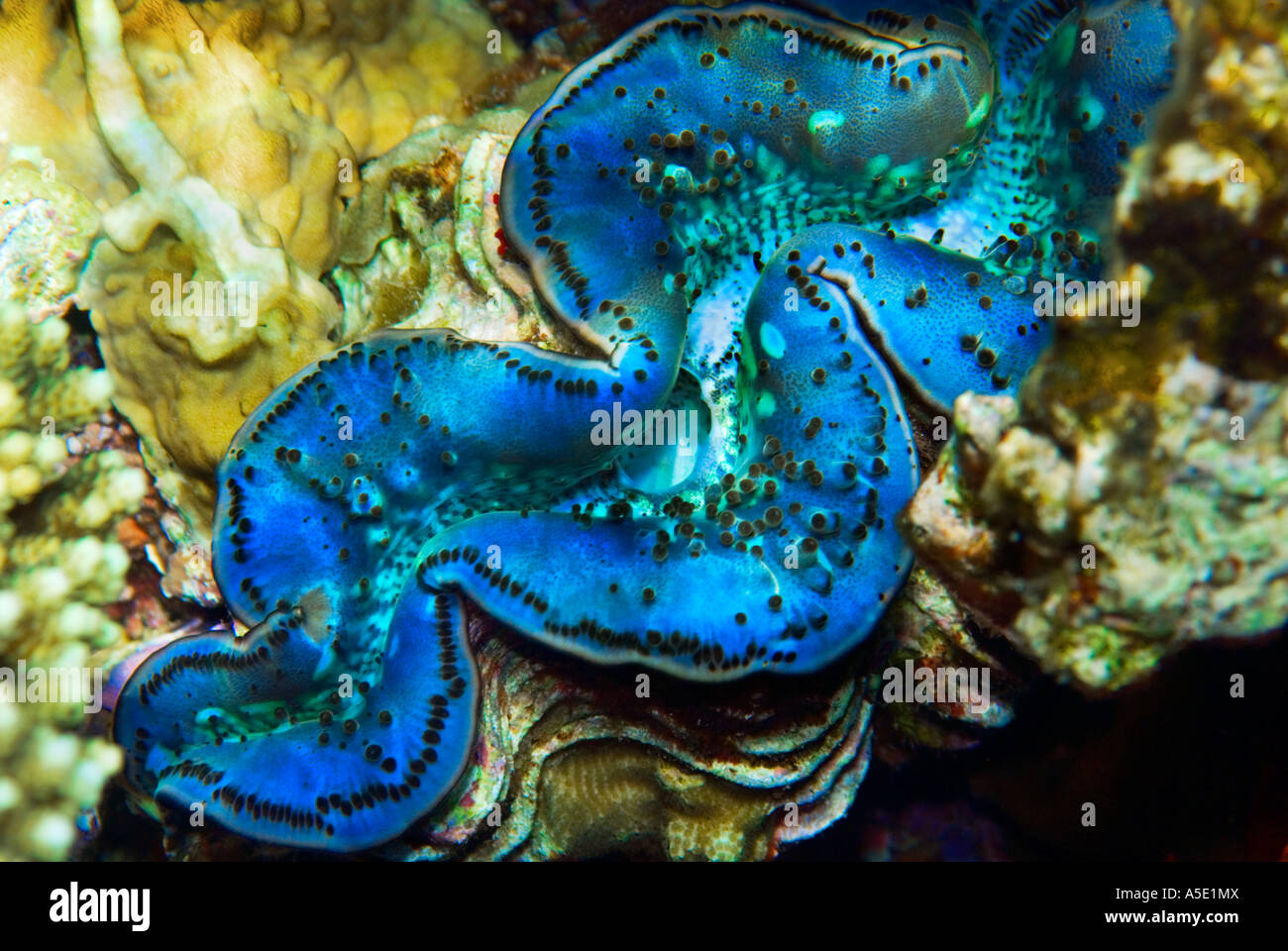 Scuba diver giant clam tridacna -Fotos und -Bildmaterial in hoher ...