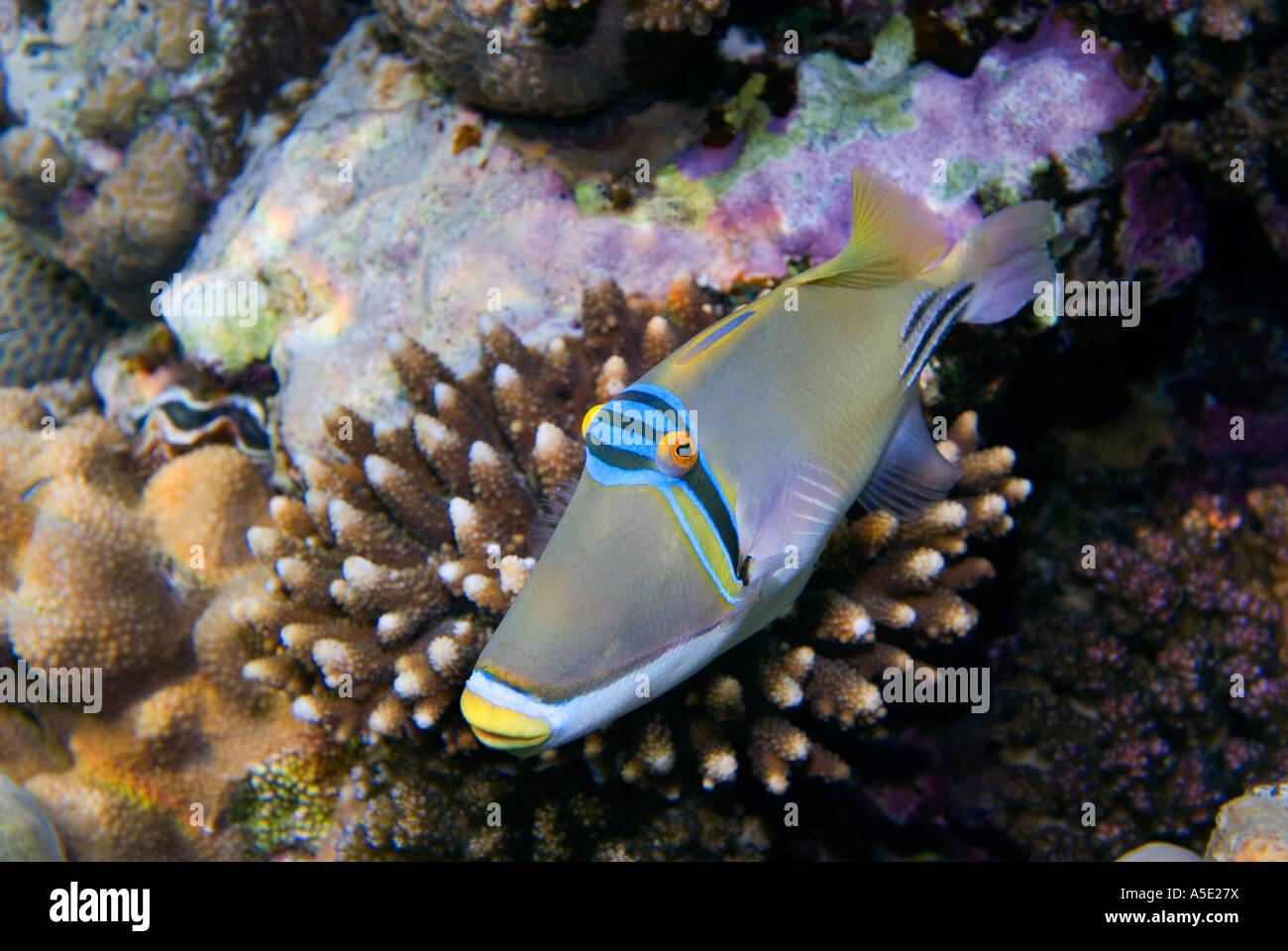 Rotes Meer Picasso Fisch Picassofish arabischen Rhinecanthus assai ...