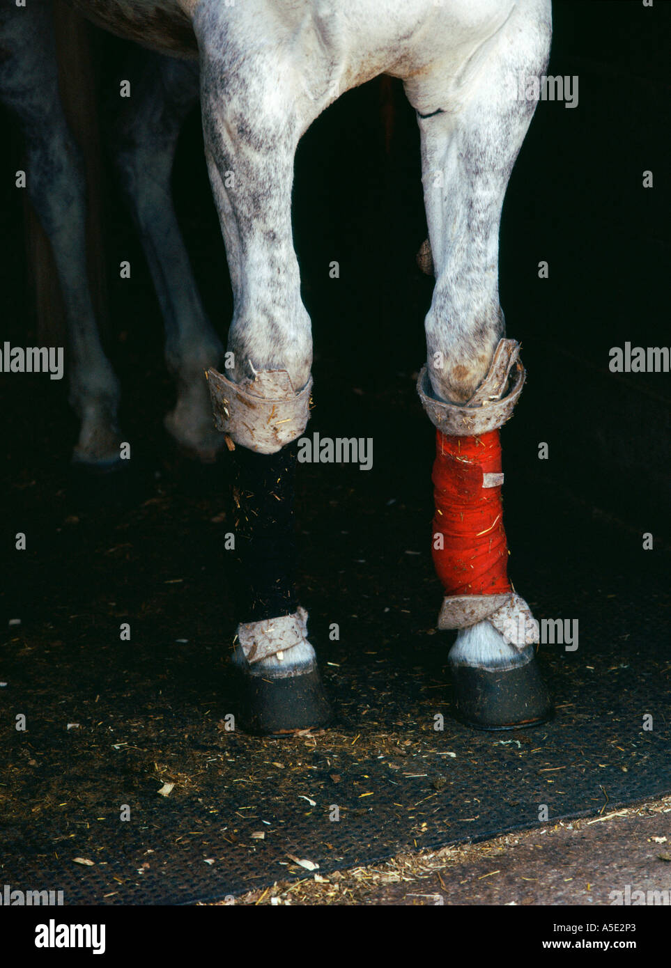 Zwerchfell pferd -Fotos und -Bildmaterial in hoher Auflösung – Alamy