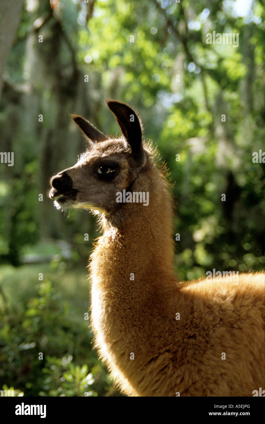 Das Lama (Lama Glama, Familie Camelidae) ist die domestizierte Lasttier ...