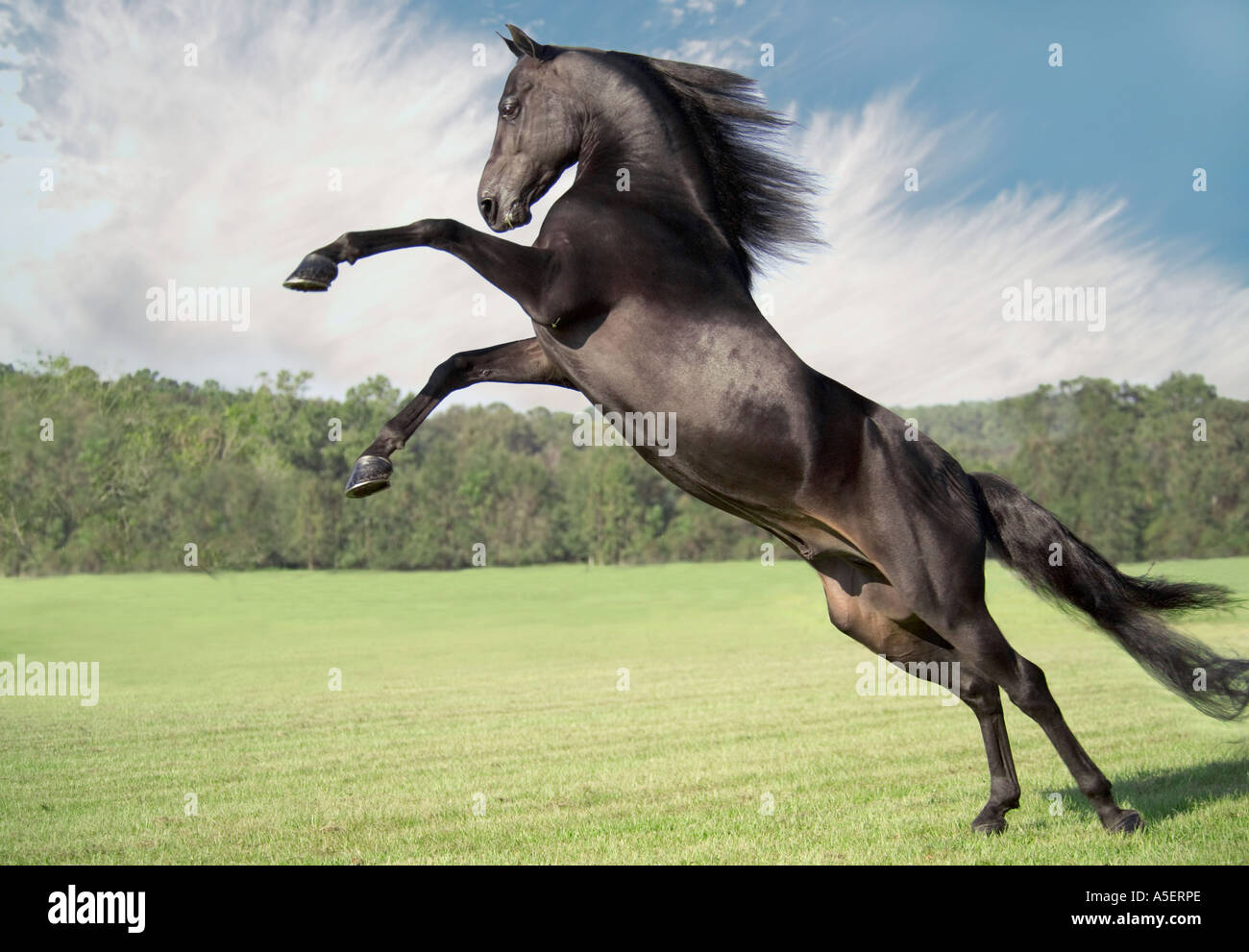Rearing horse -Fotos und -Bildmaterial in hoher Auflösung – Alamy