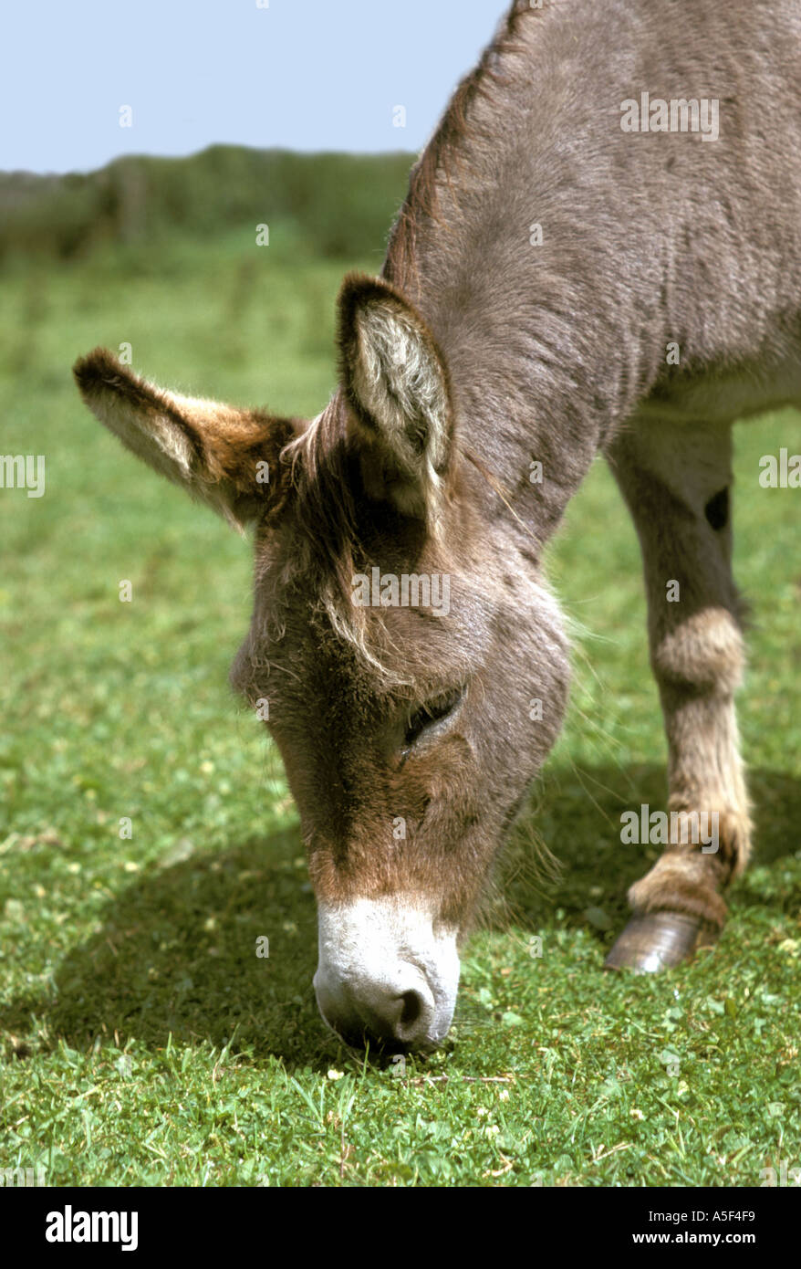 Dummer motor Stockfotos und -bilder Kaufen - Alamy