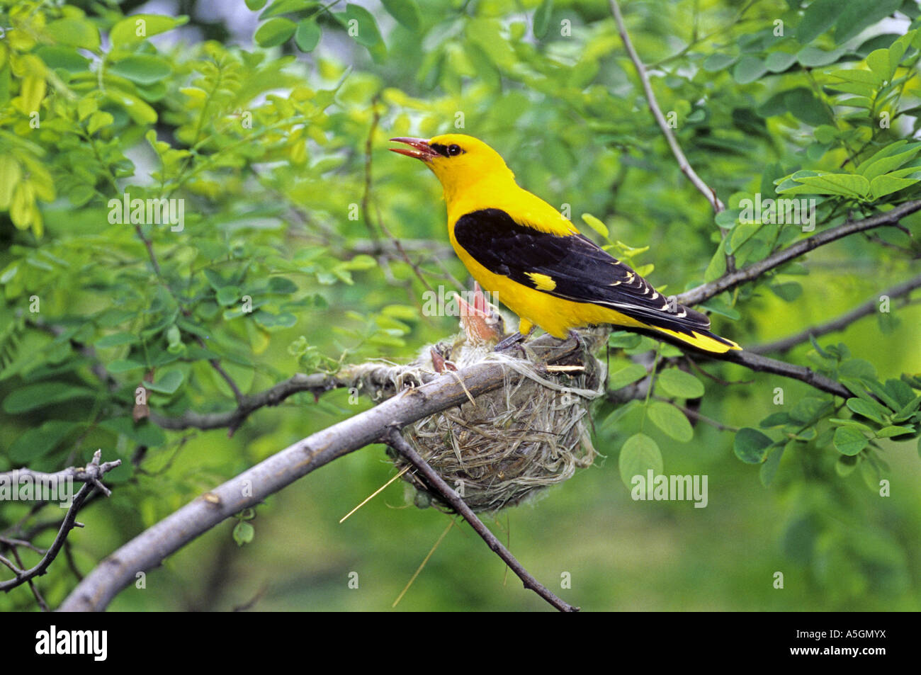Pirol (Oriolus Oriolus), Fütterung Jungvogel im Nest, Bulgarien ...